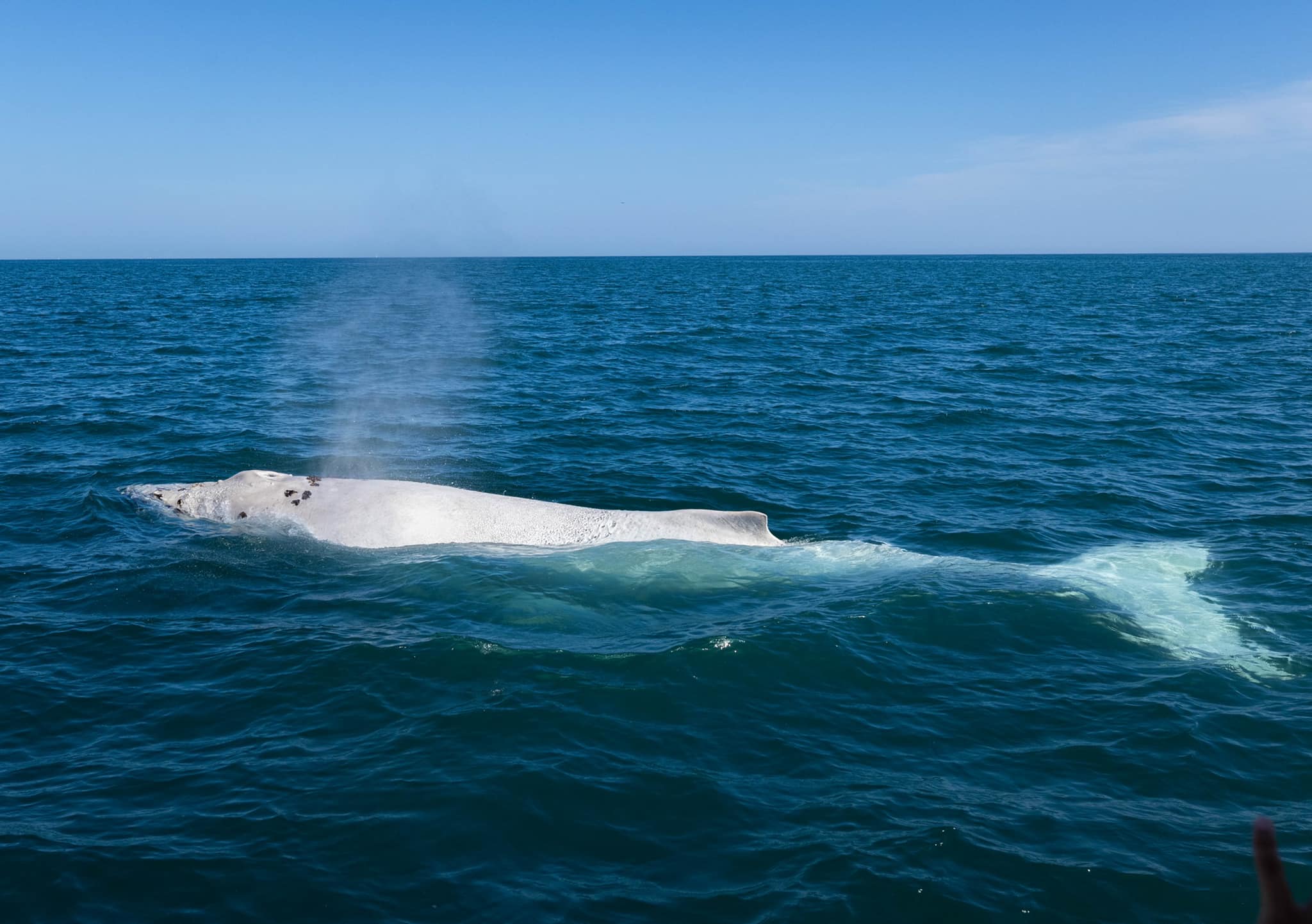 ¡Impresionante! Avistan ballena blanca en la playa Los Órganos