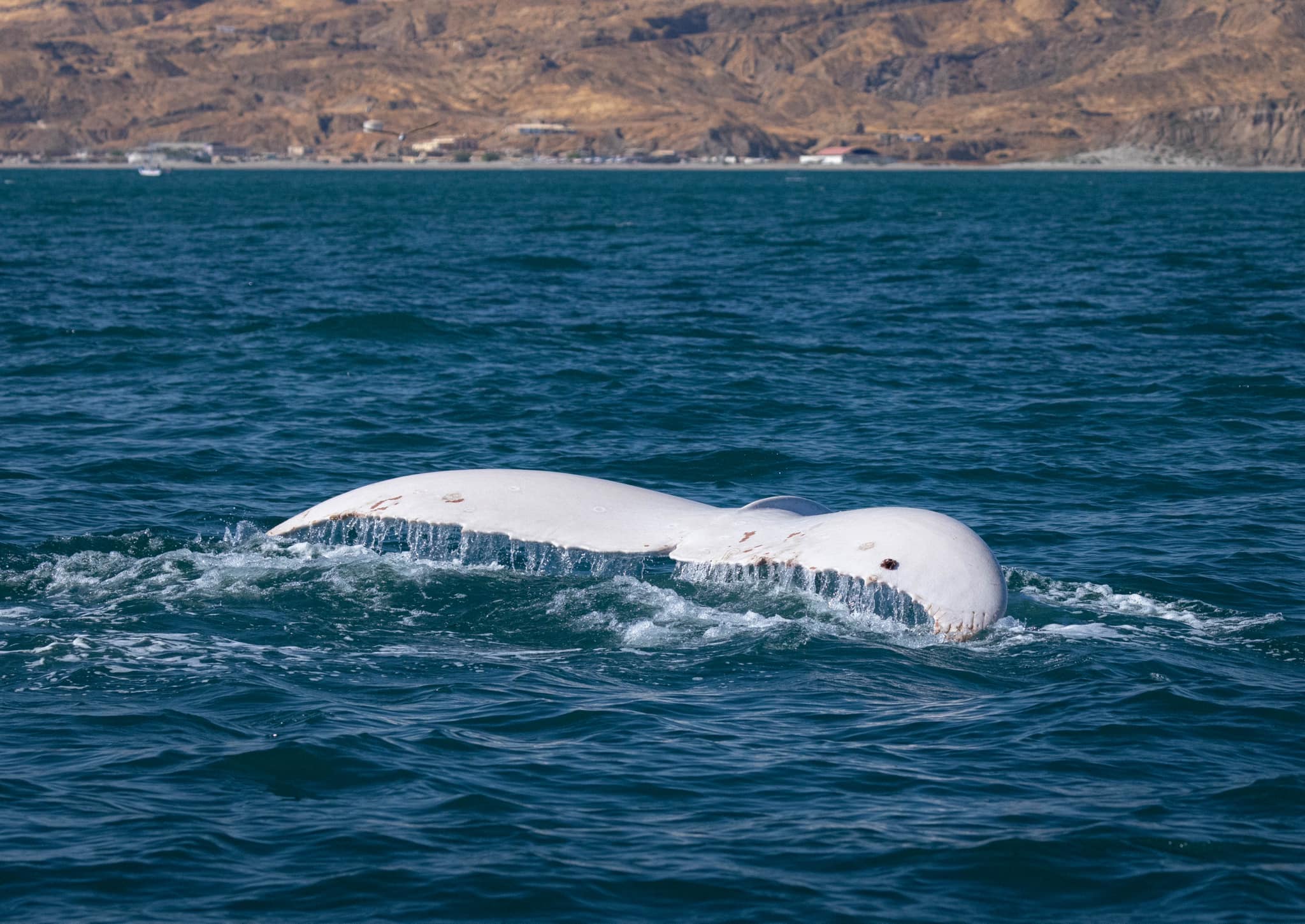 ¡Impresionante! Avistan ballena blanca en la playa Los Órganos