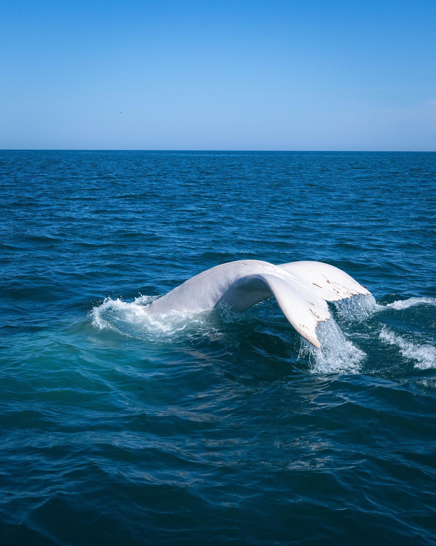 ¡Impresionante! Avistan ballena blanca en la playa Los Órganos