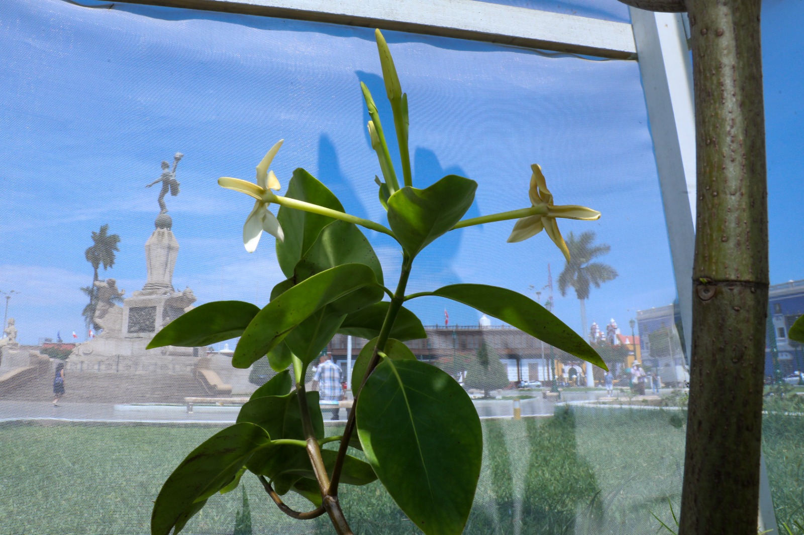 Florece por primera vez árbol de la quina sembrado en la costa