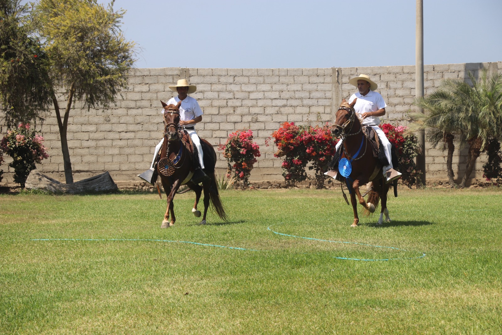 Caballos de paso en Paiján: 285 ejemplares competirán este viernes 7 de ...
