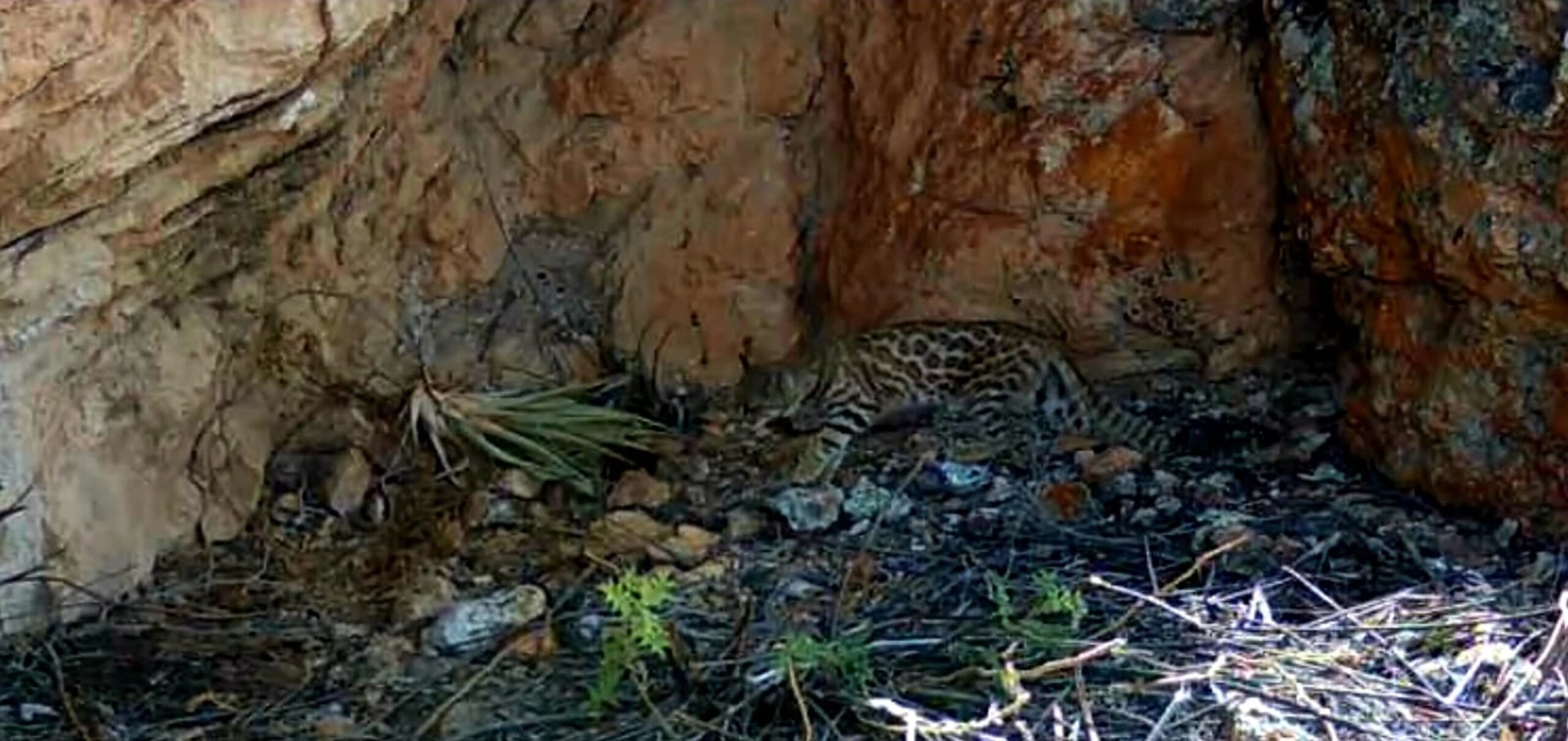 Cámaras trampa confirman presencia del gato del pajonal en la Reserva ...