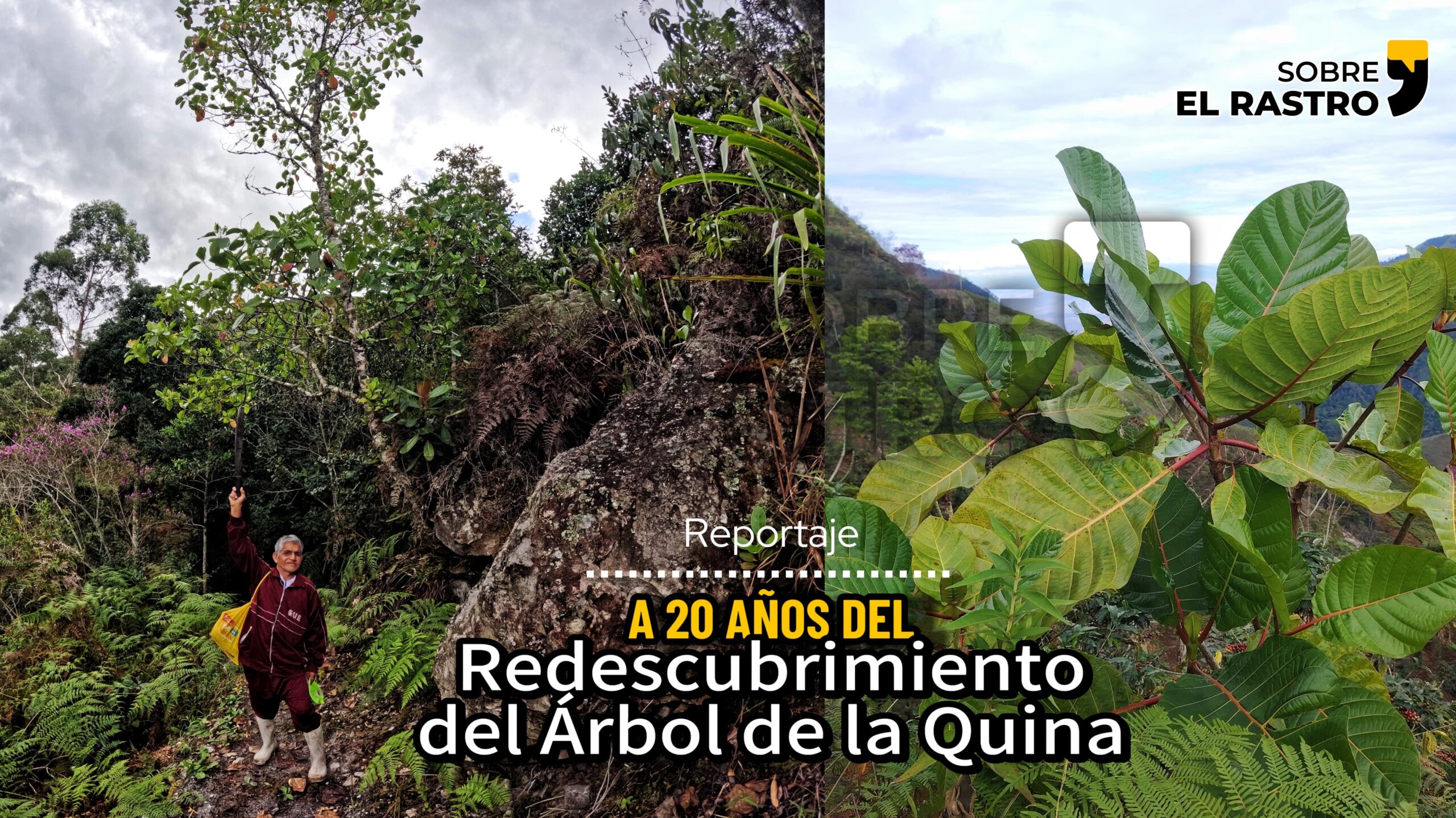 ¿Conoces el árbol de quina? Viajamos hasta donde la redescubrieron hace ...